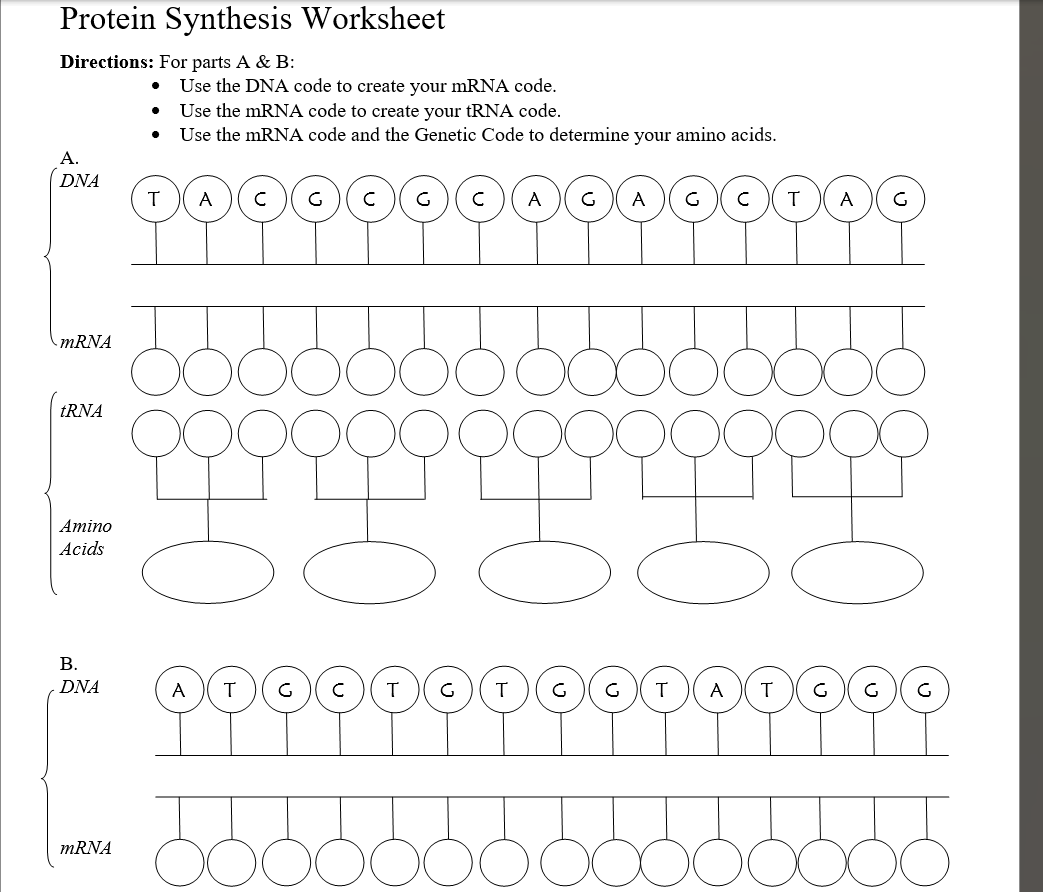 Solved Protein Synthesis WorksheetDirections: For parts A \& | Chegg.com