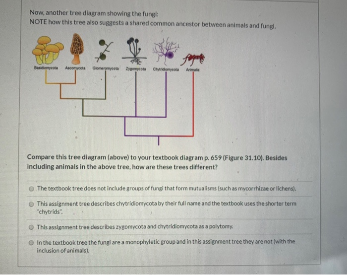 Solved Now, another tree diagram showing the fungi: NOTE how | Chegg.com