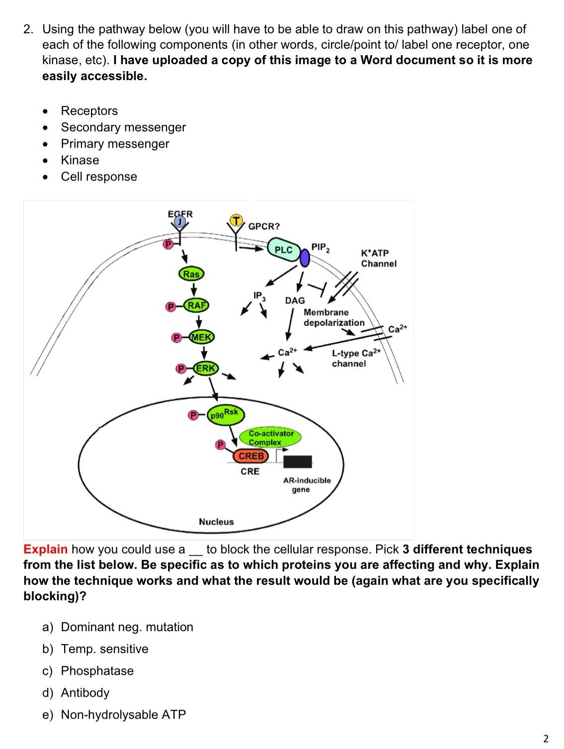 Solved Using the pathway below (you will have to be able to | Chegg.com