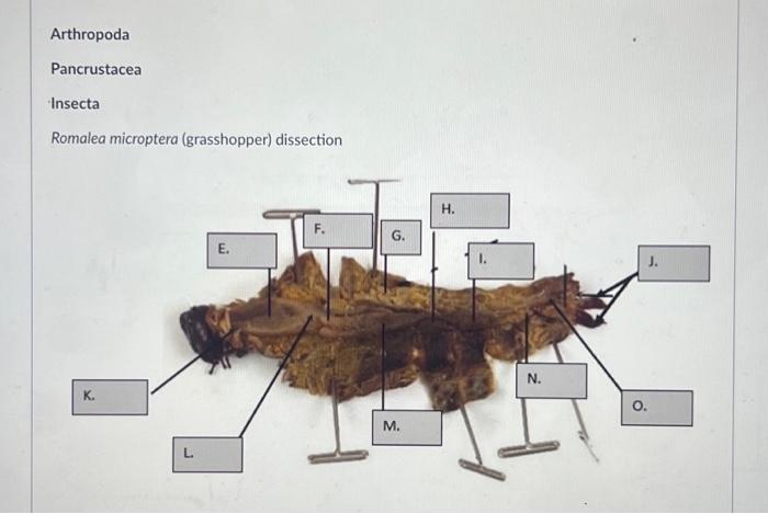 Solved Arthropoda Pancrustacea Insecta Romalea microptera | Chegg.com