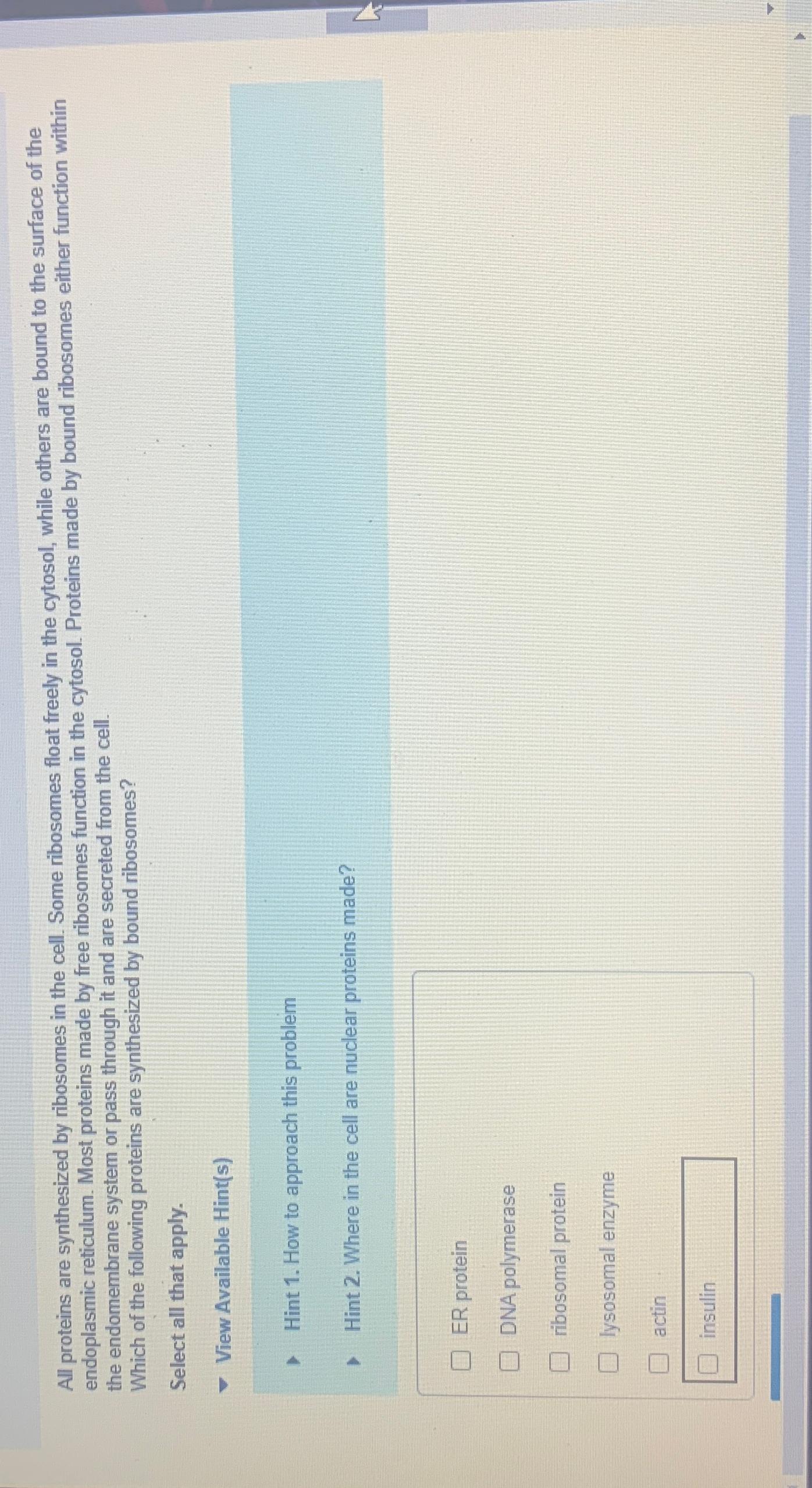 Solved All proteins are synthesized by ribosomes in the | Chegg.com