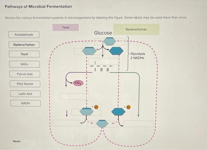 Solved Pathways of Microbial Fermentation Review the various | Chegg.com