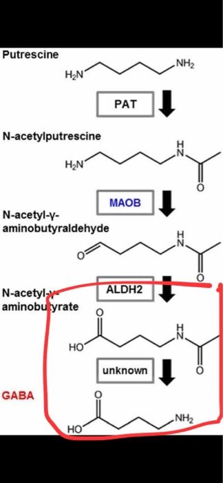 Solved Putrescine N-acetylputrescine N-acetyl- − MAOB | Chegg.com