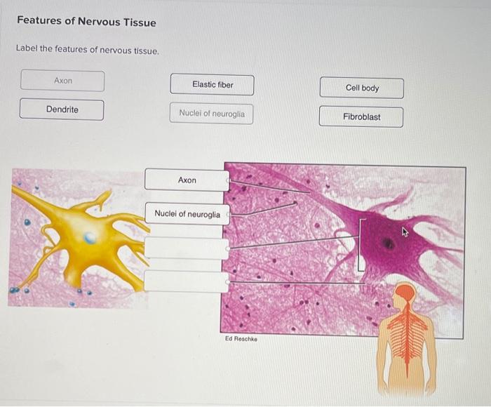 Solved Features of Nervous Tissue Label the features of | Chegg.com