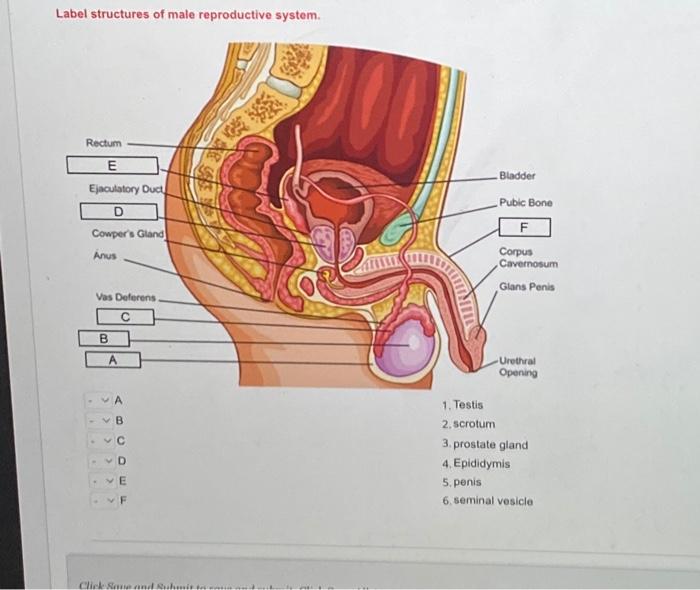 Solved Label structures of male reproductive system. | Chegg.com