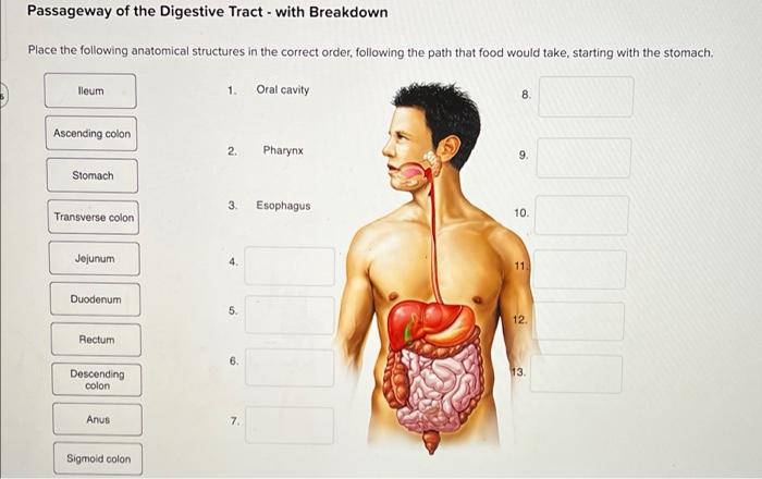 Solved Passageway of the Digestive Tract - with Breakdown | Chegg.com