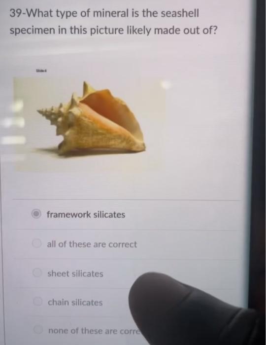 Solved 39-What type of mineral is the seashell specimen in | Chegg.com