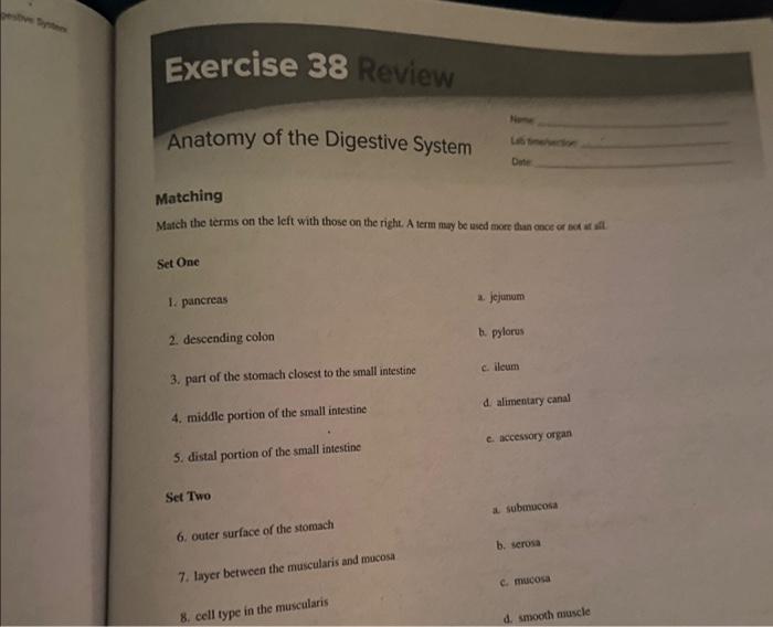 Solved gestive System Exercise 38 Review Anatomy of the | Chegg.com
