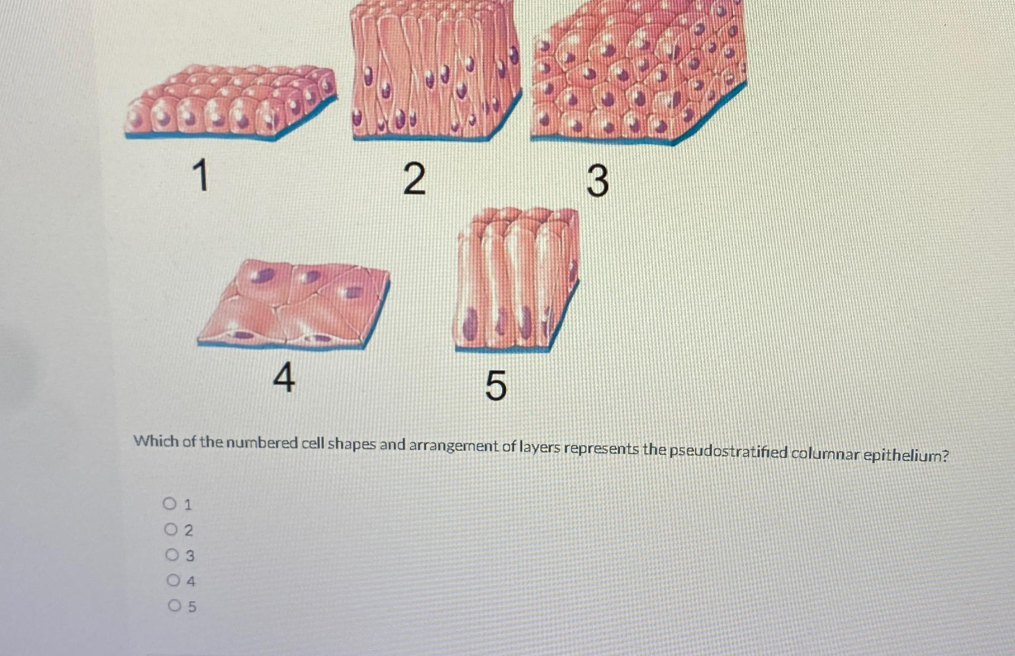 Solved Which of the numbered cell shapes and arrangement of | Chegg.com
