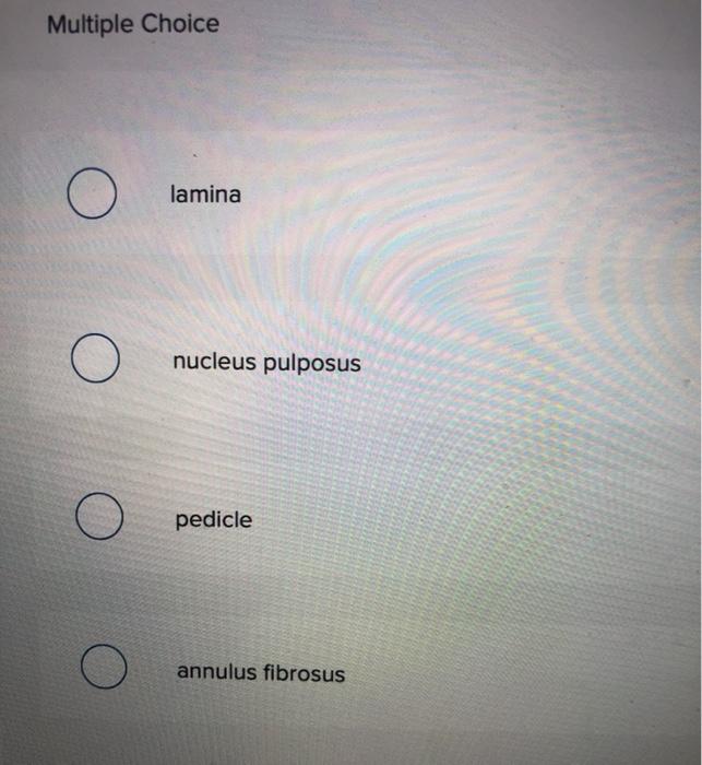 Solved What structure is indicated in yellow in the figure? | Chegg.com