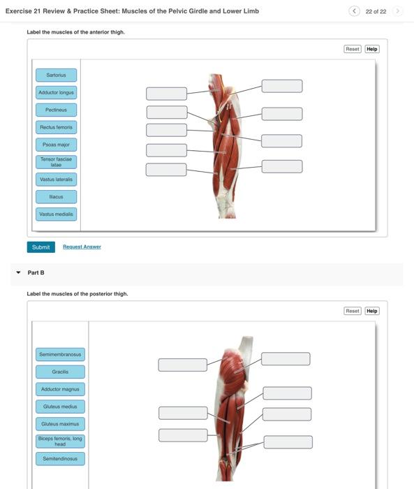 Solved Exercise 21 Review \& Practice Sheet: Muscles of the | Chegg.com
