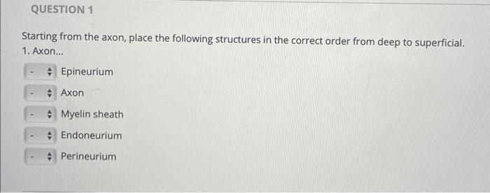 Solved Starting from the axon, place the following | Chegg.com