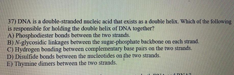 Solved 37) DNA is a double-stranded nucleic acid that exists | Chegg.com