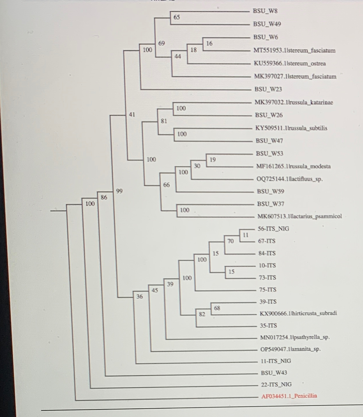 Solved Analyze this phylogenetic tree and describe | Chegg.com