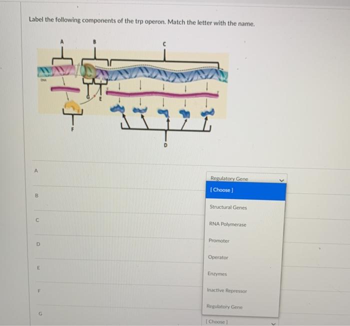 Solved Label the following components of the trp operon. | Chegg.com