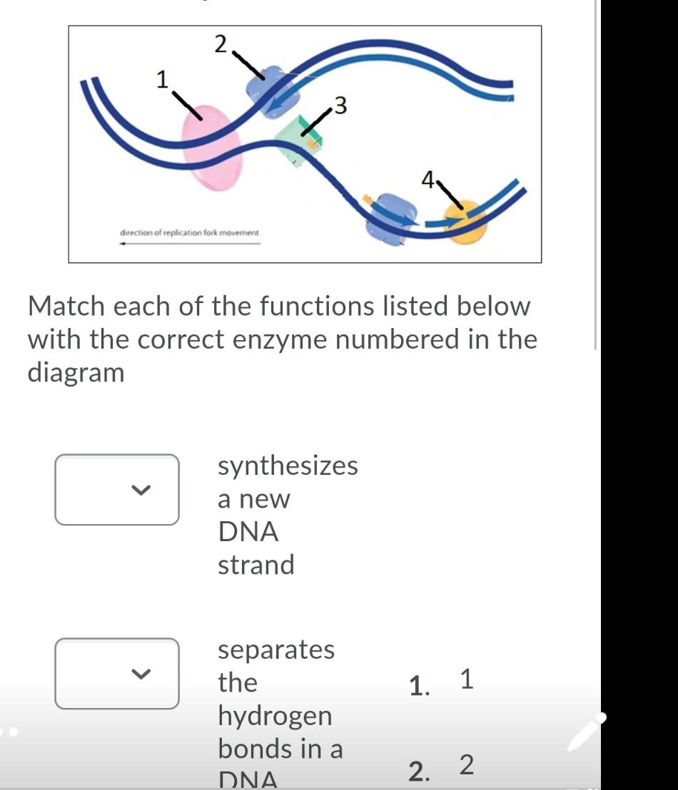 Solved 2 -3 direction of replication fork movement Match | Chegg.com