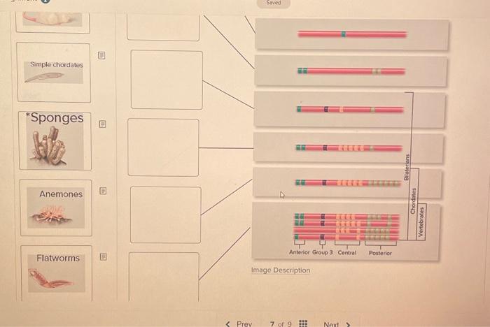 Solved Match each organism to its number and arrangement of | Chegg.com
