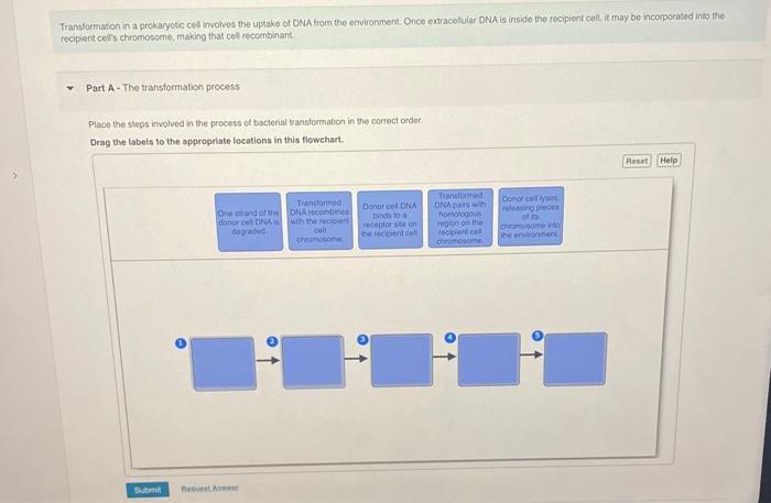 Solved Transformation in a prokaryotic cell involves the | Chegg.com