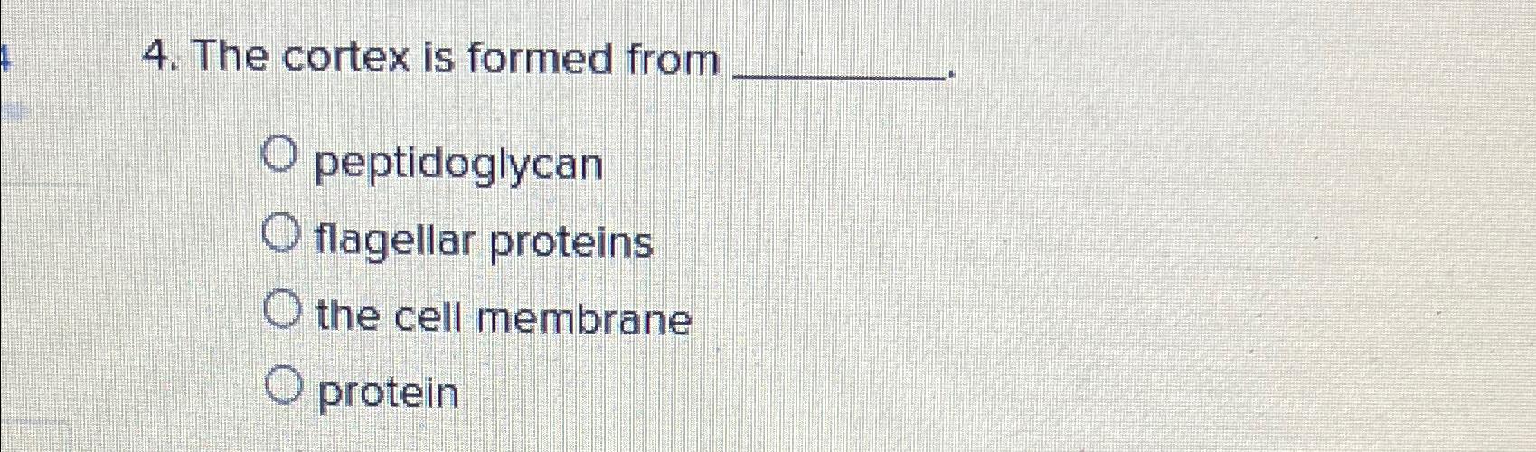 Solved The cortex is formed frompeptidoglycanflagellar | Chegg.com