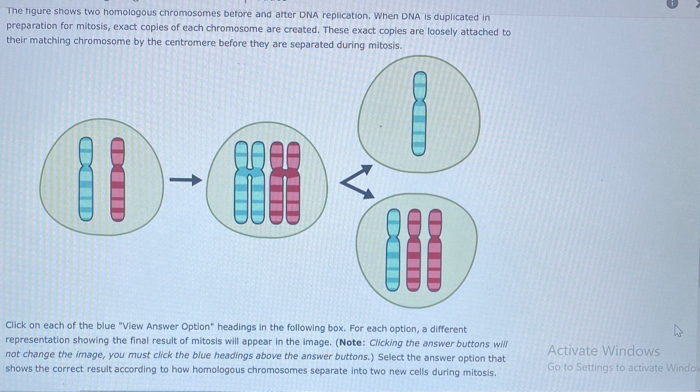 Solved The figure shows two homologous chromosomes before | Chegg.com