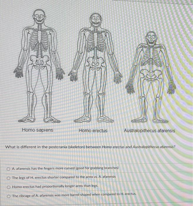 Ketting SEREMEEND Homo sapiens Homo erectus | Chegg.com