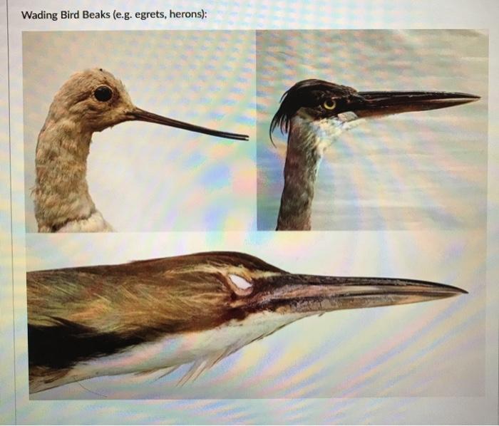 Solved Below are photographs of beaks of four different | Chegg.com