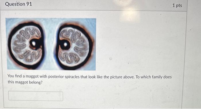 Solved You find a maggot with posterior spiracles that look | Chegg.com