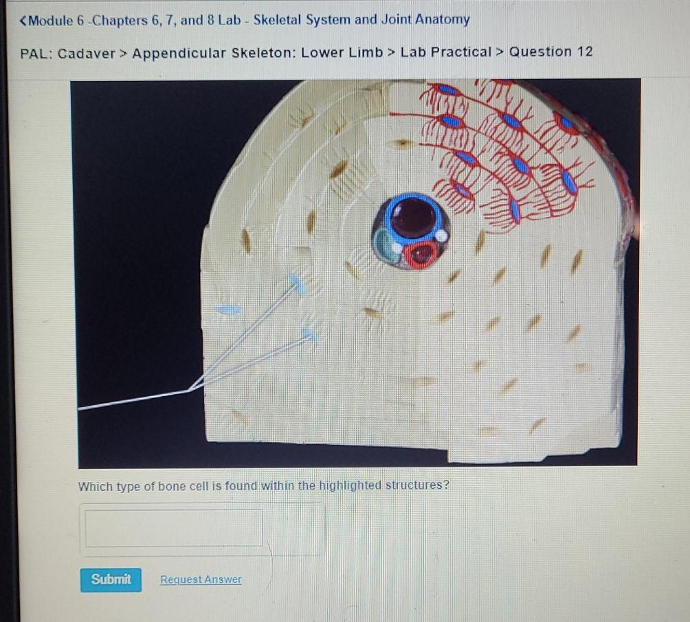 Solved Appendicular Skeleton: Lower Limb > Lab Practical > | Chegg.com Solved Appendicular Skeleton: Lower Limb > Lab Practical > | Chegg.com
