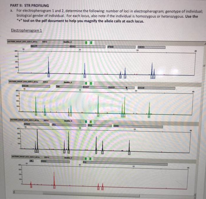PART II: STR PROFILING a. For electropherogram 1 and | Chegg.com