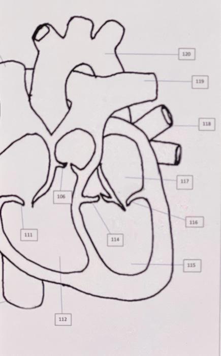 Solved label please | Chegg.com