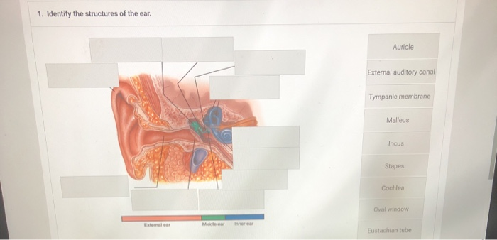 Solved 1. Identify the structures of the ear. Auricle | Chegg.com