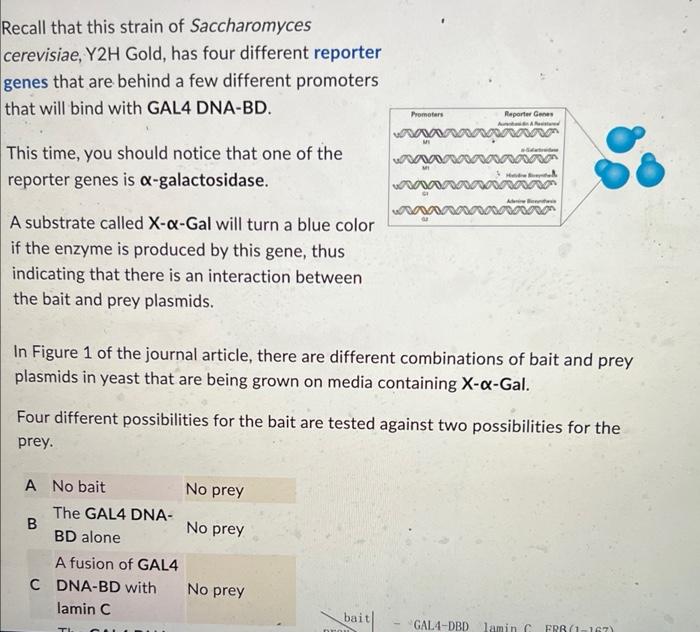 A substrate called X−α-Gal will turn a blue color if | Chegg.com