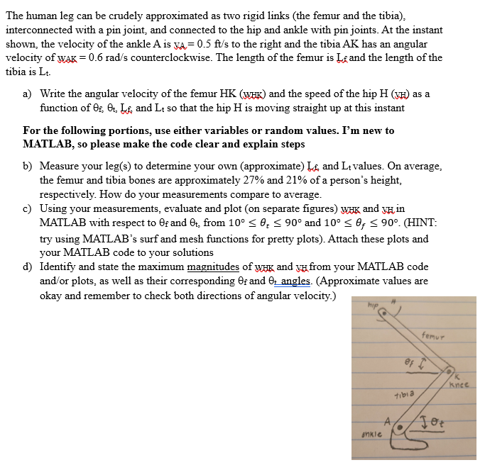 Solved The human leg can be crudely approximated as two | Chegg.com