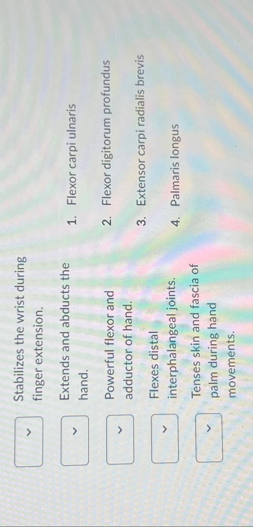 Solved Stabilizes the wrist during finger extension.Extends | Chegg.com