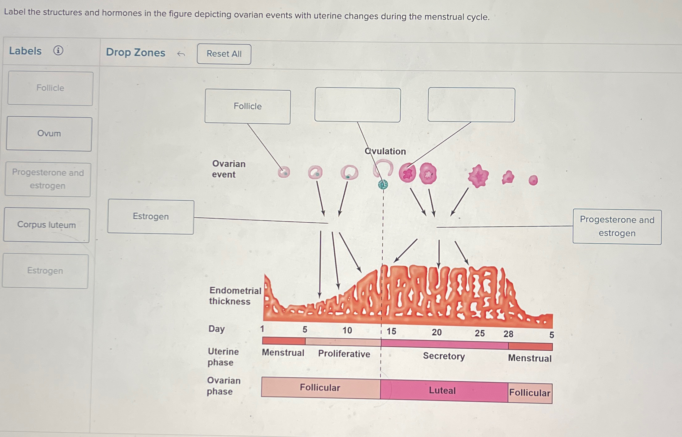 Solved Label the structures and hormones in the figure | Chegg.com