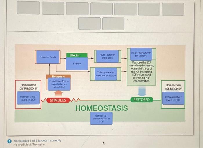 Solved Label the events and participants in the homeostatic | Chegg.com