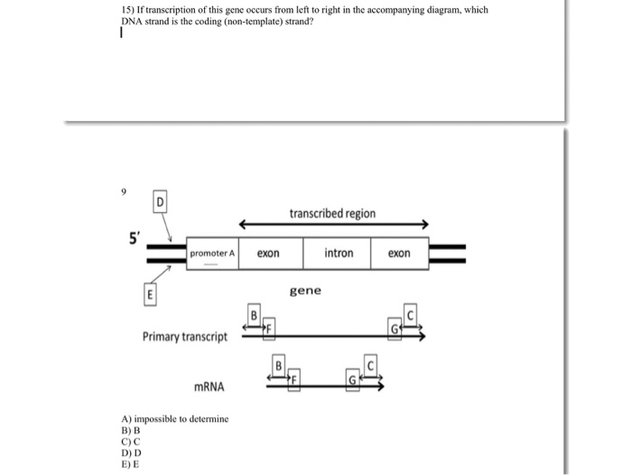 Solved 15) If transcription of this gene occurs from left to | Chegg.com