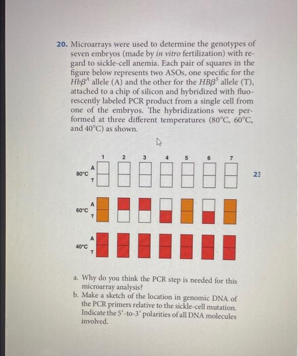 Solved 20. Microarrays were used to determine the genotypes | Chegg.com