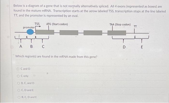 Solved Below is a diagram of a gene that is not normally | Chegg.com