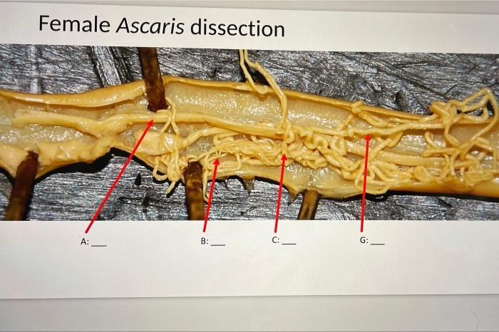 Ascaris Suum Dissection