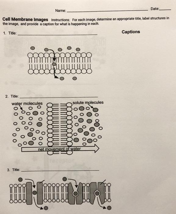 Solved Cell Membrane Transport Labeling determine an | Chegg.com