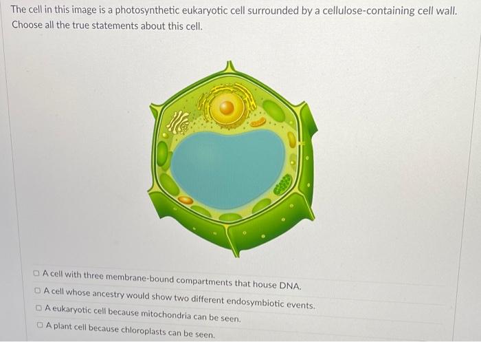 Solved The cell in this image is a photosynthetic eukaryotic | Chegg.com