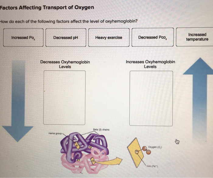 Solved Factors Affecting Transport of Oxygen How do each of | Chegg.com