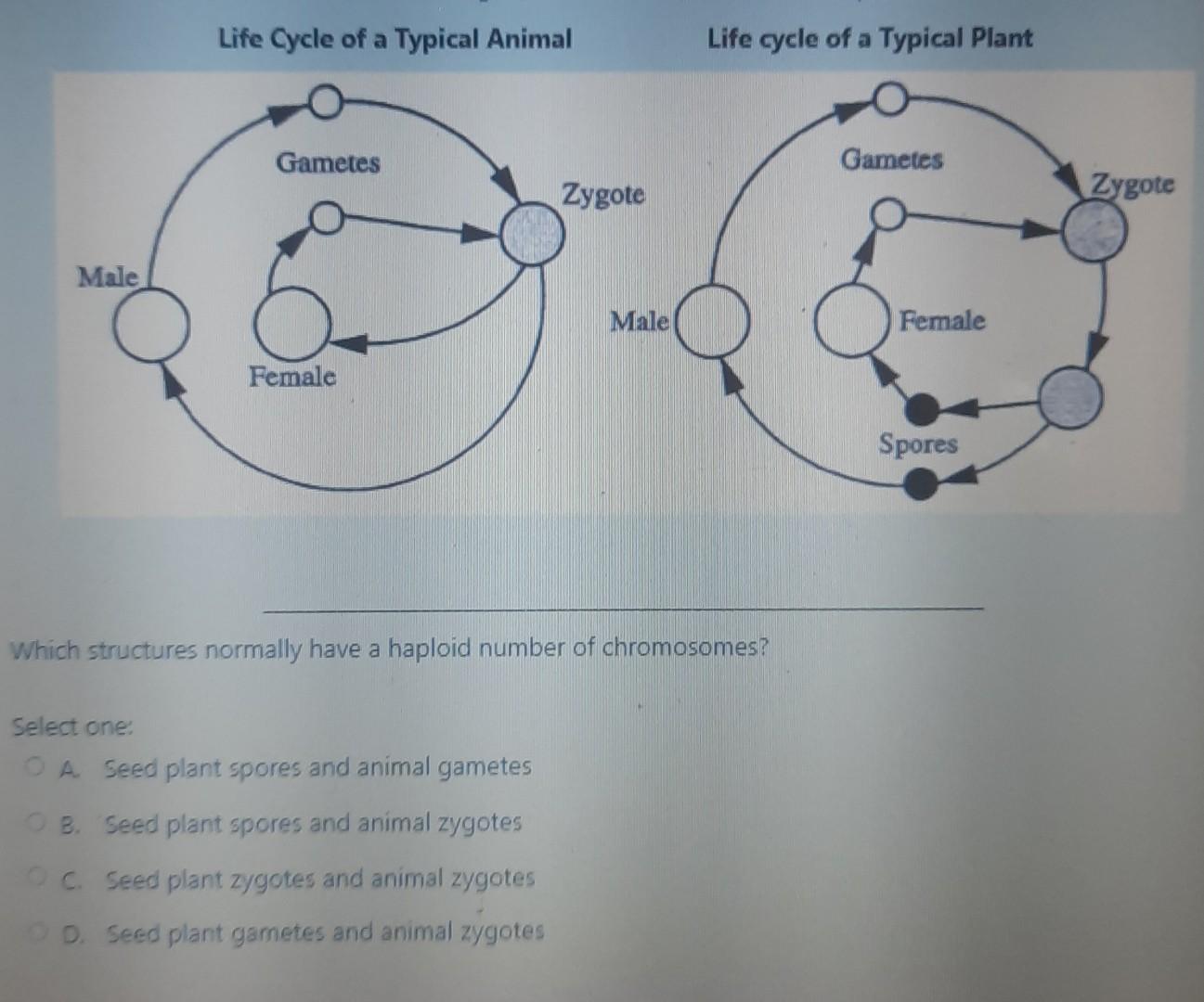 Solved Life Cycle of a Typical Animal Life cycle of a | Chegg.com