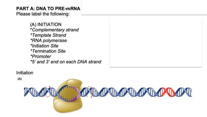 Solved PART A: DNA TO PRE-mRNA Please label the following: | Chegg.com