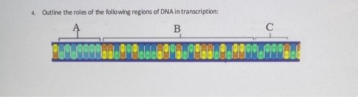 Solved 4. Outline the roles of the following regions of DNA | Chegg.com