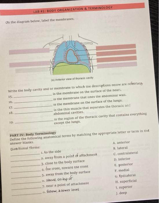 Solved LAB #1: BODY ORGANIZATION & TERMINOLOGY On the | Chegg.com