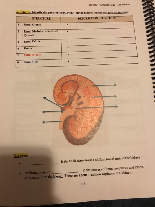 Solved BIO 103 - Human Biology-Lob Manual Lab 9: Urinary | Chegg.com