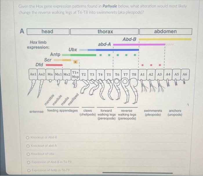 Solved Given the Hox gene expression patterns found in | Chegg.com