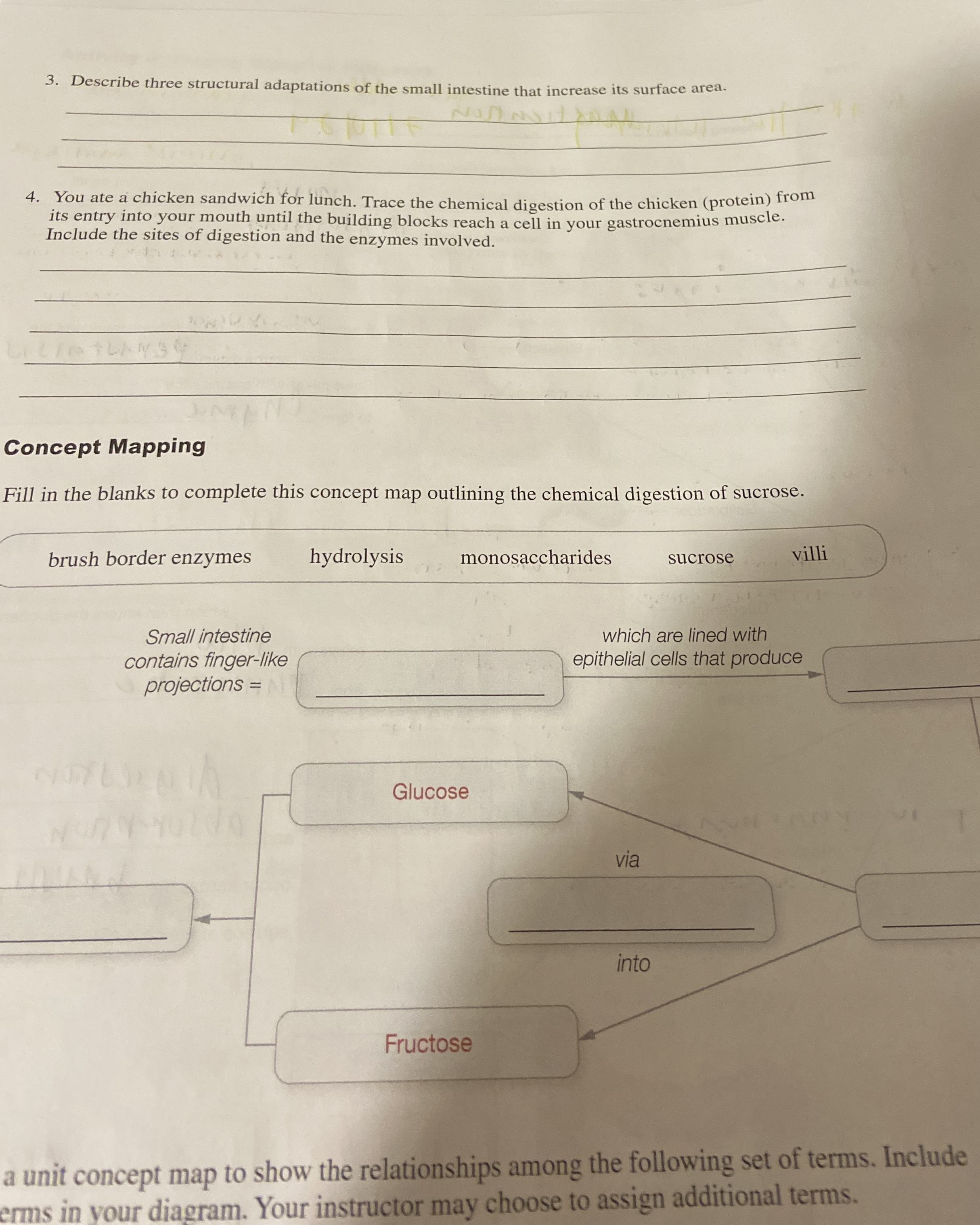 Solved Describe three structural adaptations of the small | Chegg.com